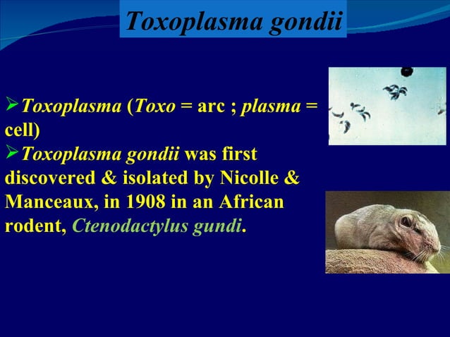 Lab 9 -toxoplasmosis | PPT