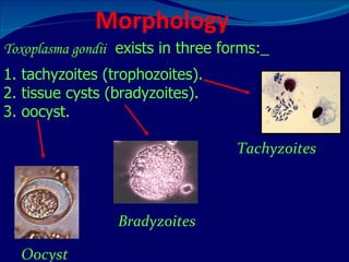 Lab 9 -toxoplasmosis | PPT