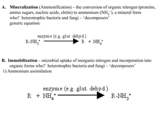 Ammonification Equation