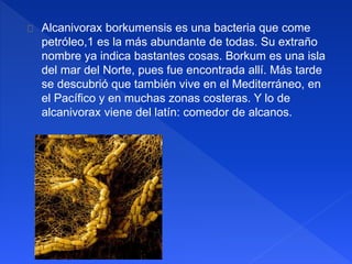La bacteria alcanivorax borkumensis | PPTX
