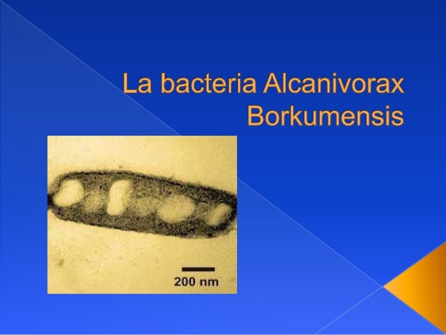 La bacteria alcanivorax borkumensis
