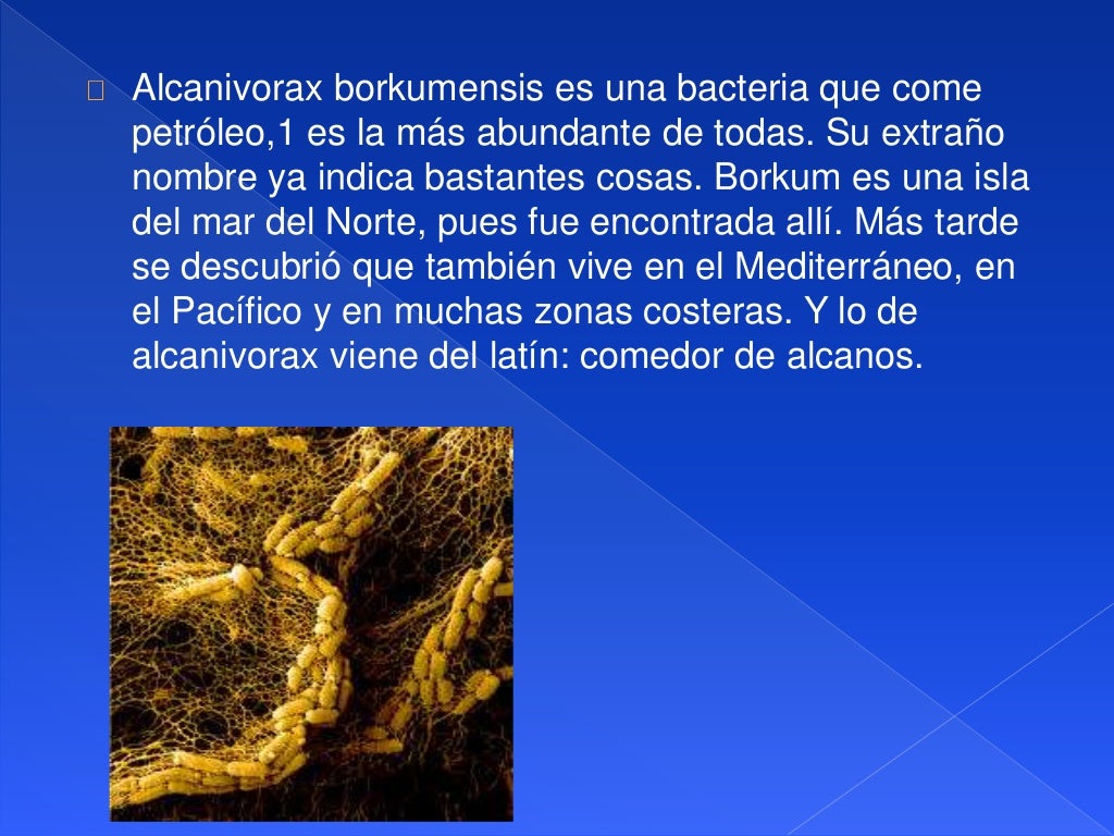 La bacteria alcanivorax borkumensis