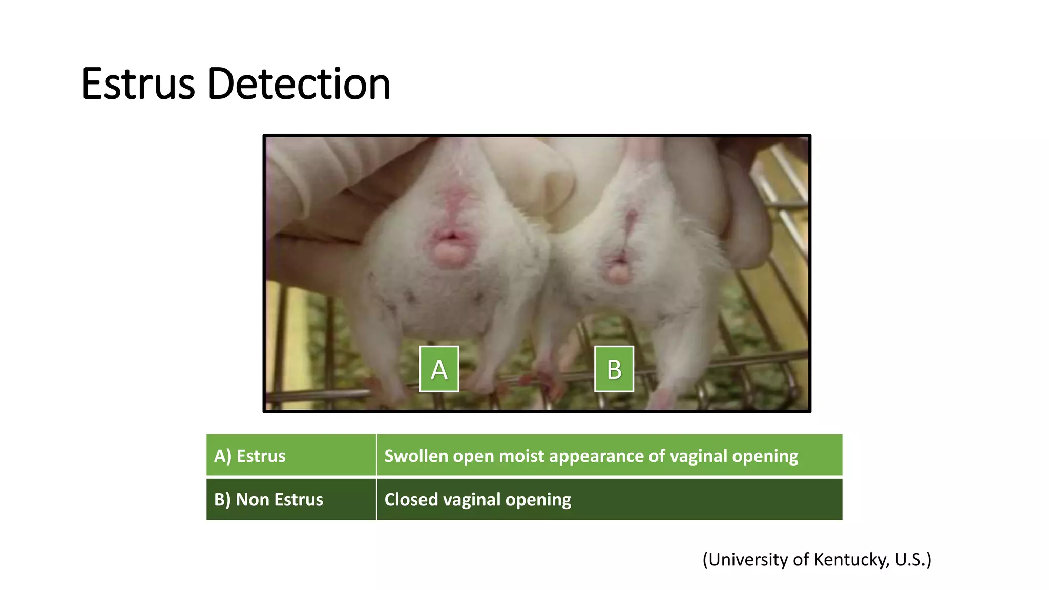 Lab Animal Breeding | PPTX