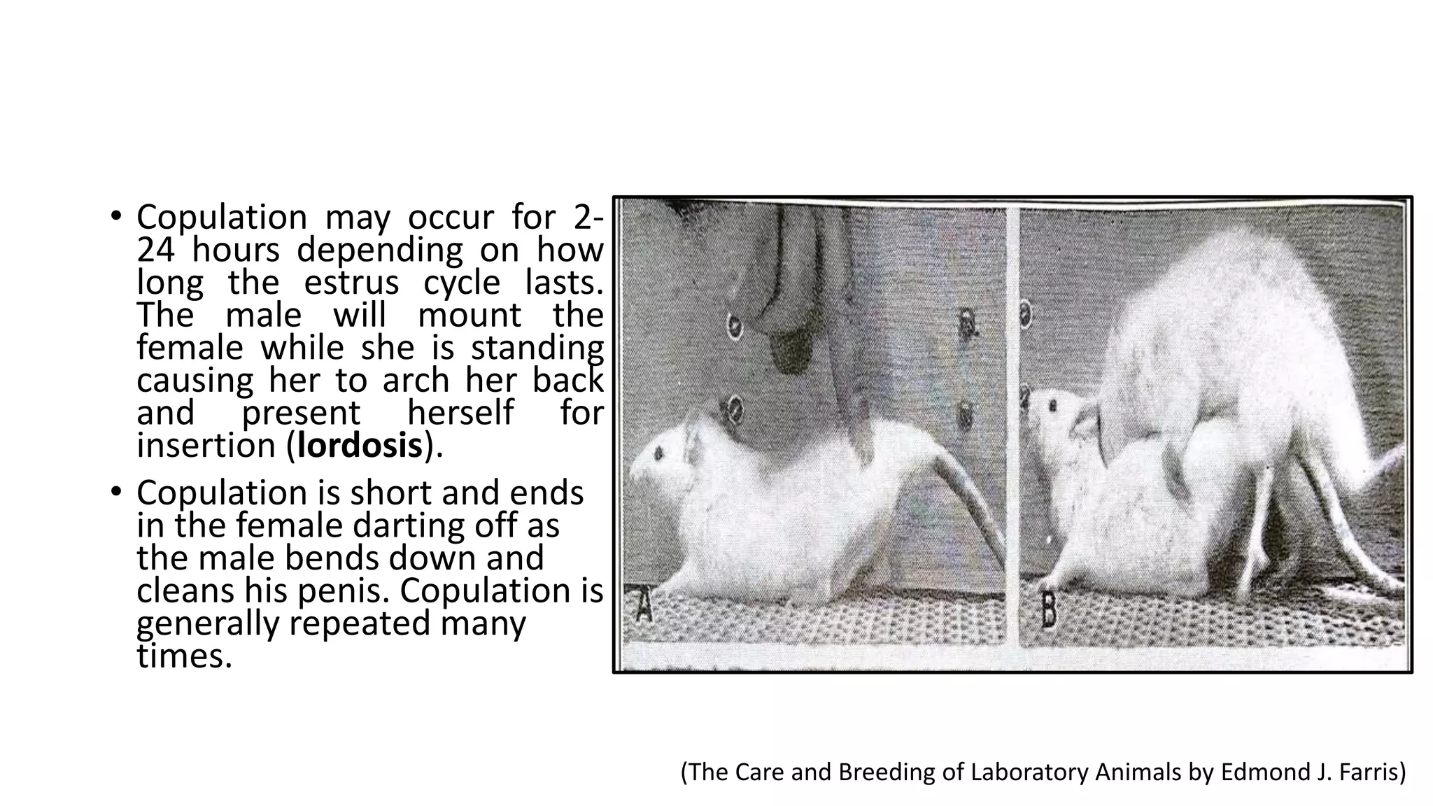 Lab Animal Breeding | PPTX