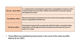 Lab Animal Breeding | PPTX