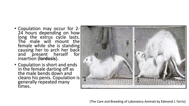 Lab Animal Breeding | PPTX