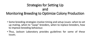 Lab animal breeding (2) | PPTX
