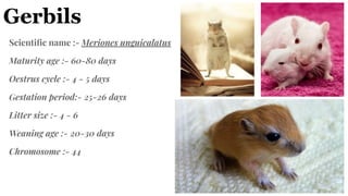 Lab animal data | PDF