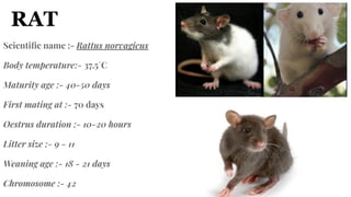 Lab animal data | PDF | Biological Sciences | Science