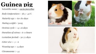 Lab animal data | PDF | Biological Sciences | Science