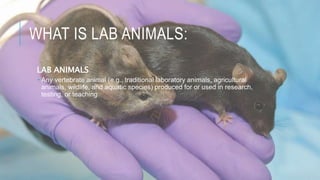 Lab animal husbandry | PPTX