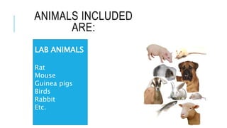 Lab animal husbandry | PPTX