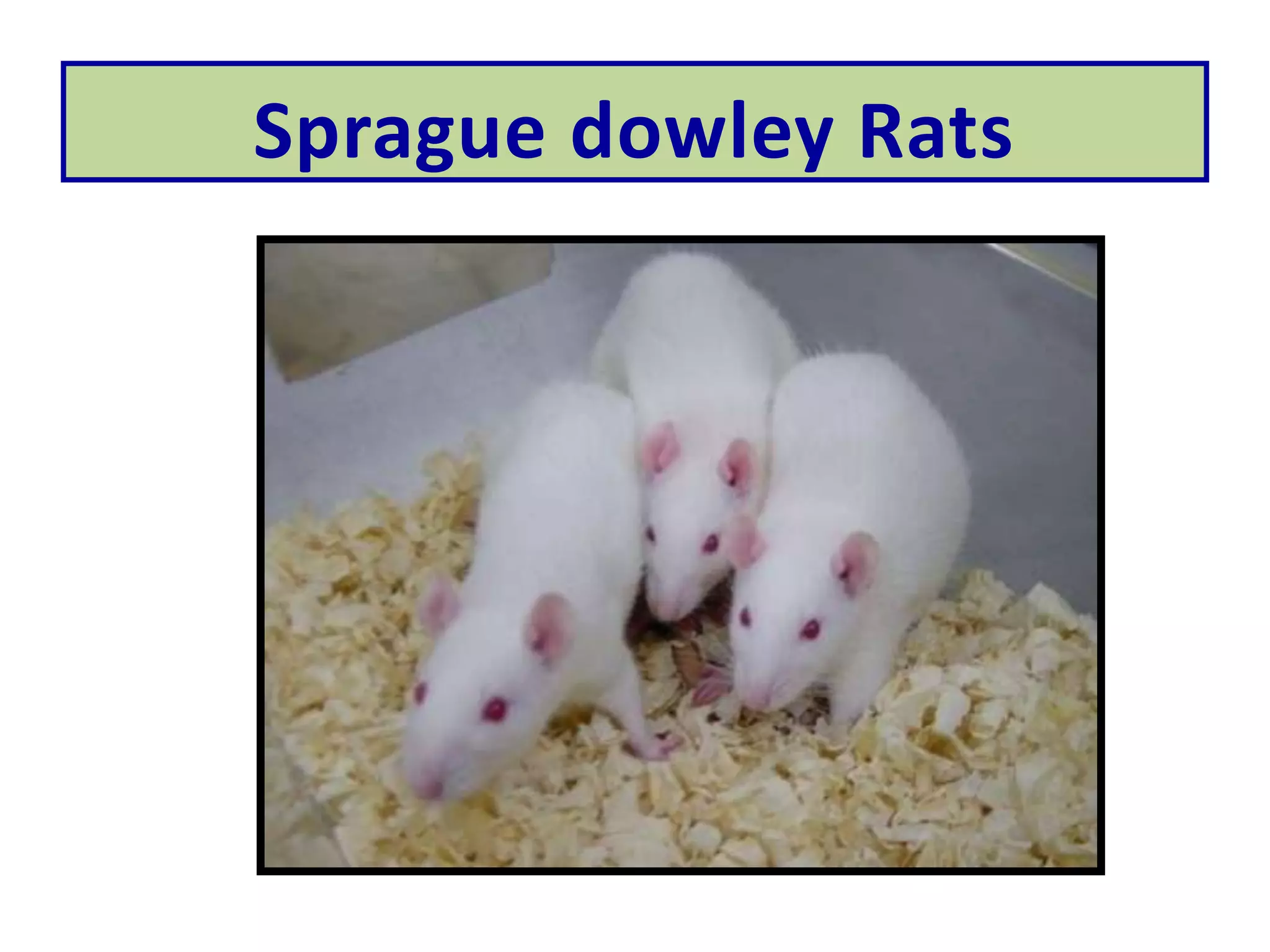 Laboratory animals | PPTX