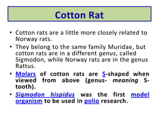 Laboratory animals | PPTX