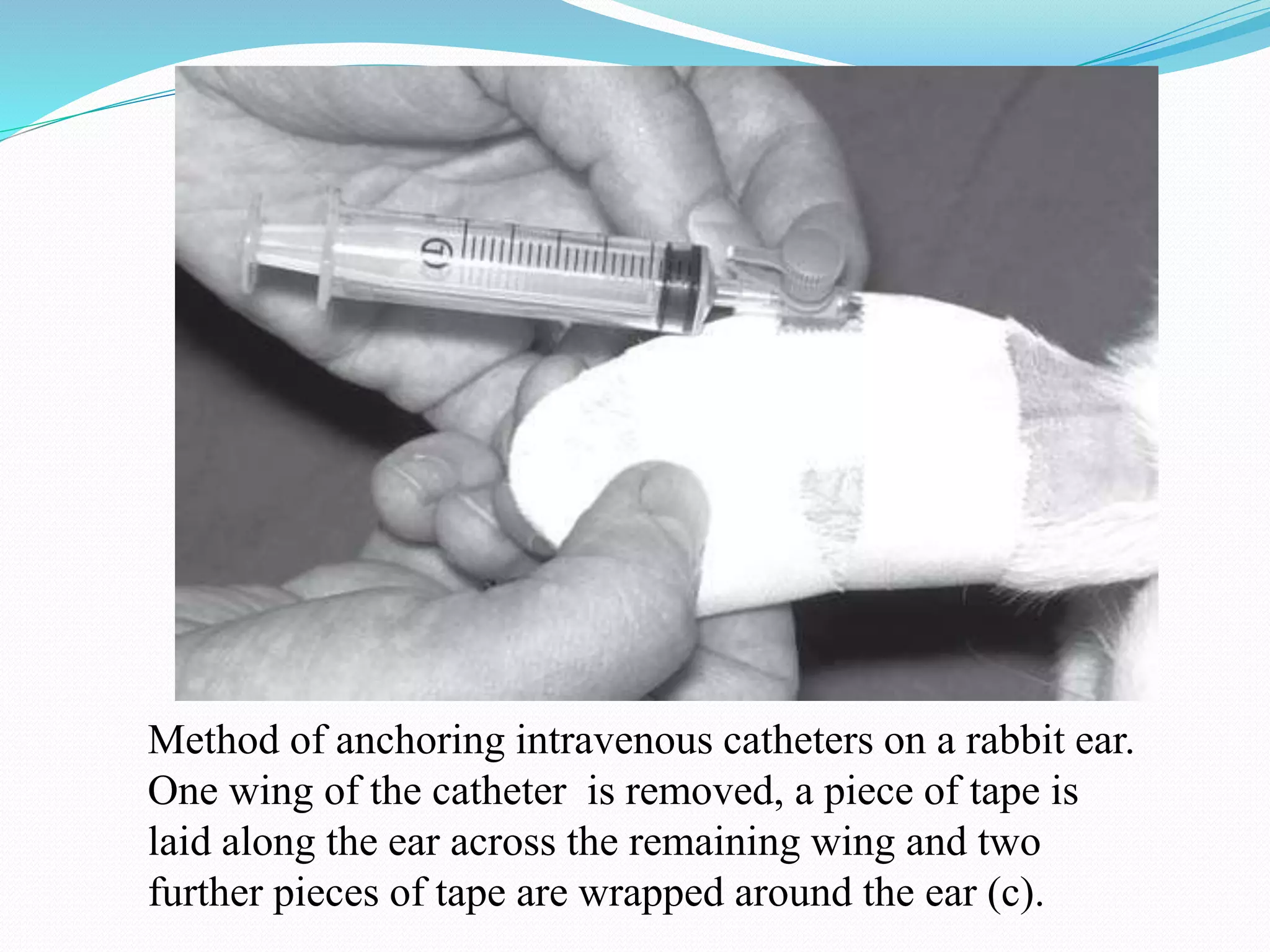 Lab animals anesthesia | PPTX