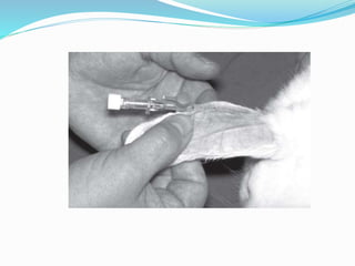 Lab animals anesthesia | PPTX