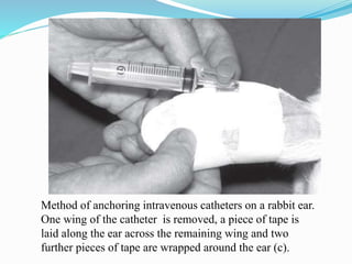 Lab animals anesthesia | PPTX