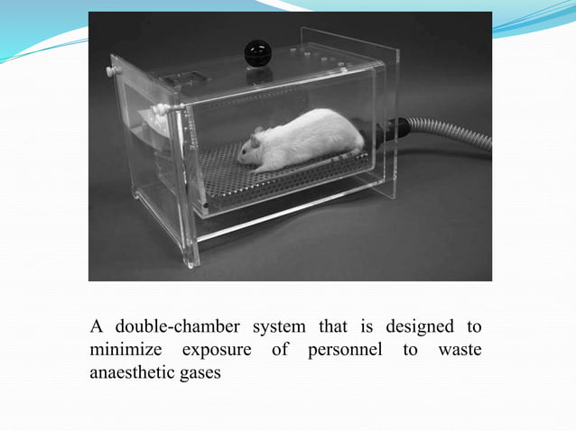 Lab animals anesthesia | PPTX