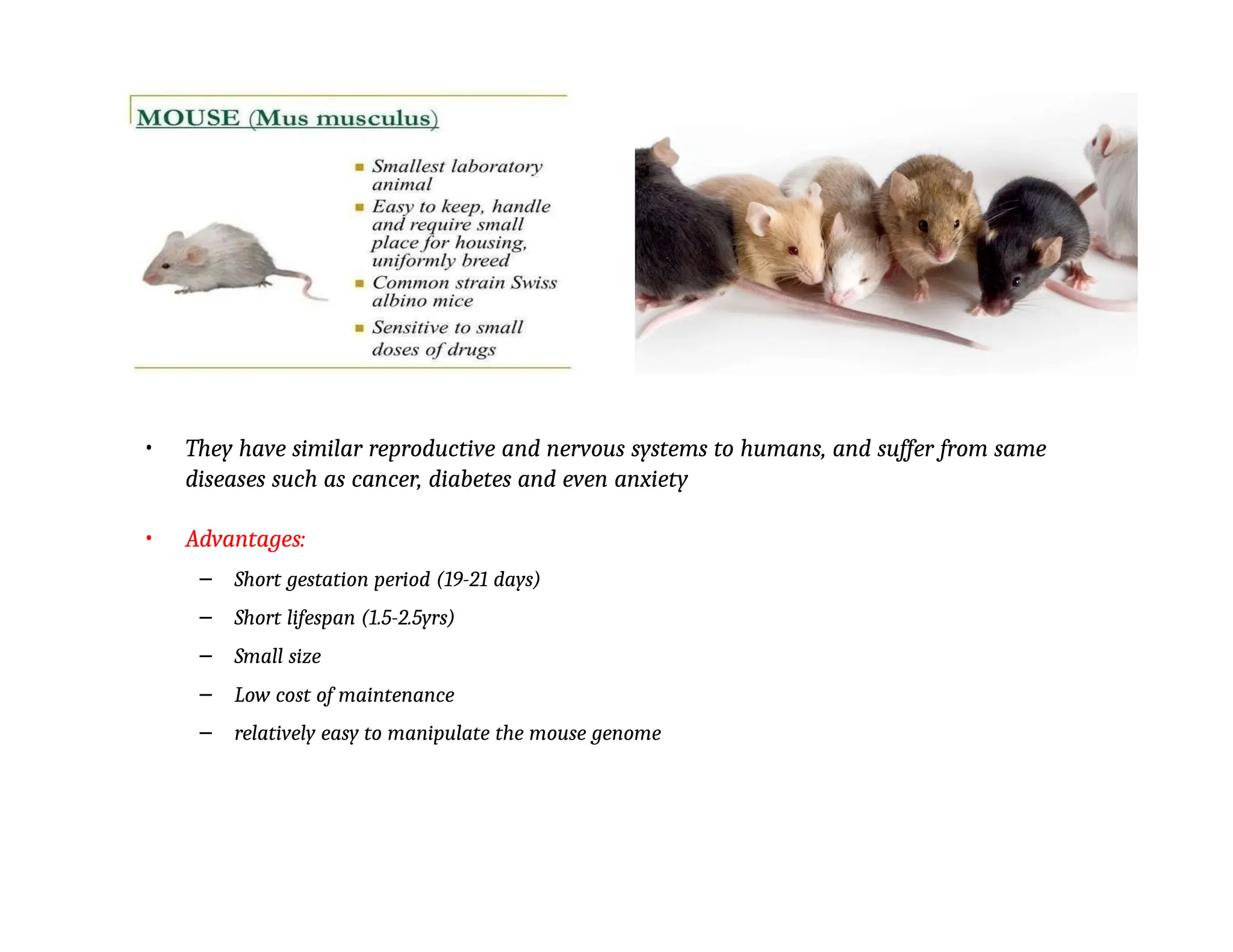 Common Laboratory Animals Used in Pharmacology by TOQIR AHMED | PPTX