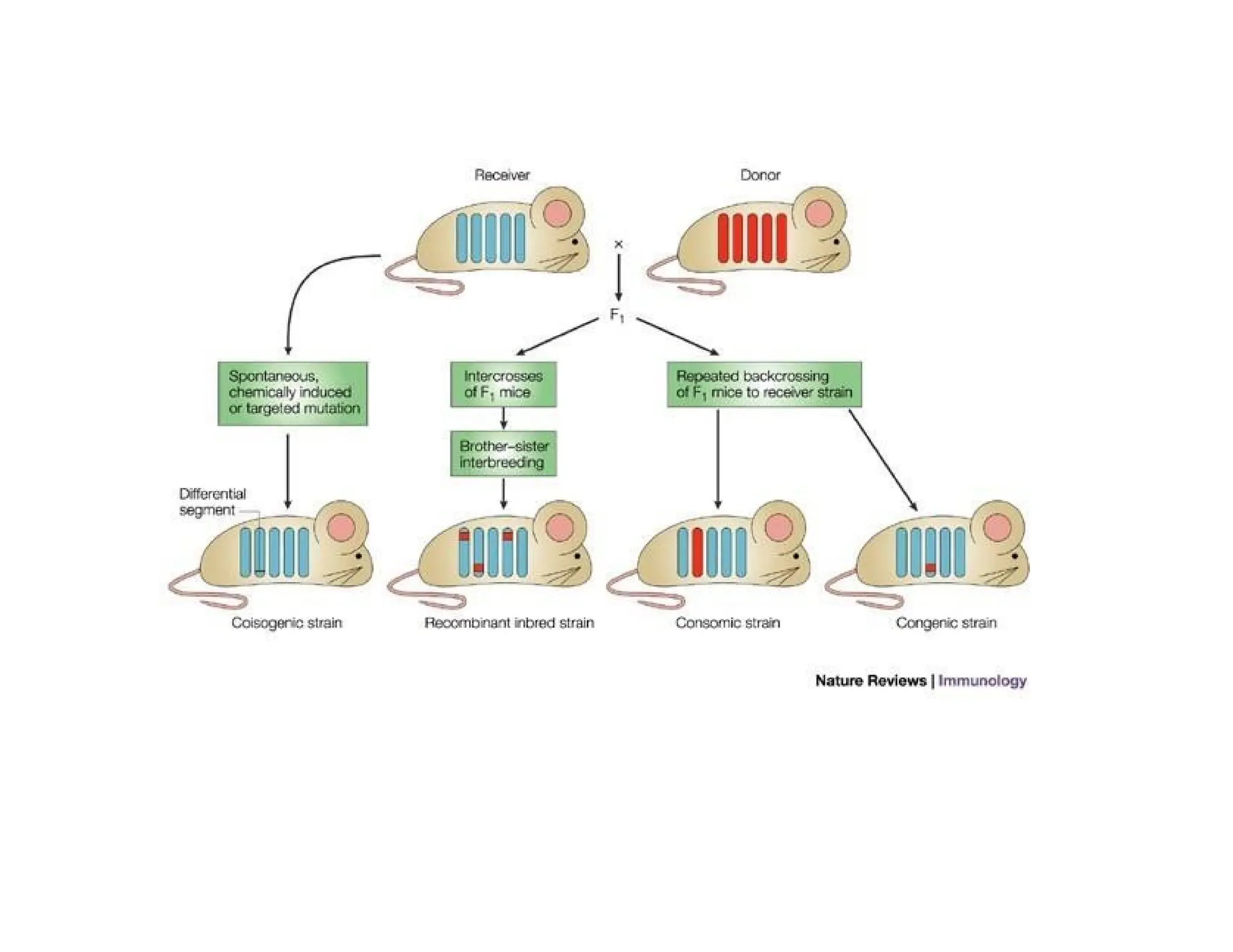 Common Laboratory Animals Used in Pharmacology by TOQIR AHMED | PPTX