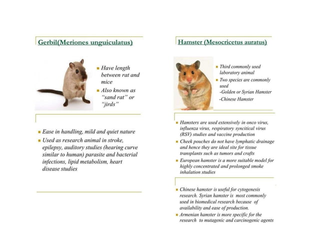Common Laboratory Animals Used in Pharmacology by TOQIR AHMED | PPTX ...