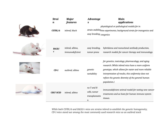 Common Laboratory Animals Used in Pharmacology by TOQIR AHMED | PPTX ...