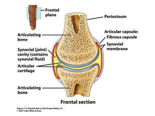 Lab articular system | PPT