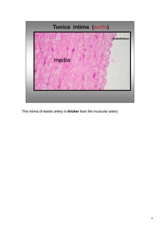Cardiovascular system histology lab | PDF | Heart and Cardiovascular ...