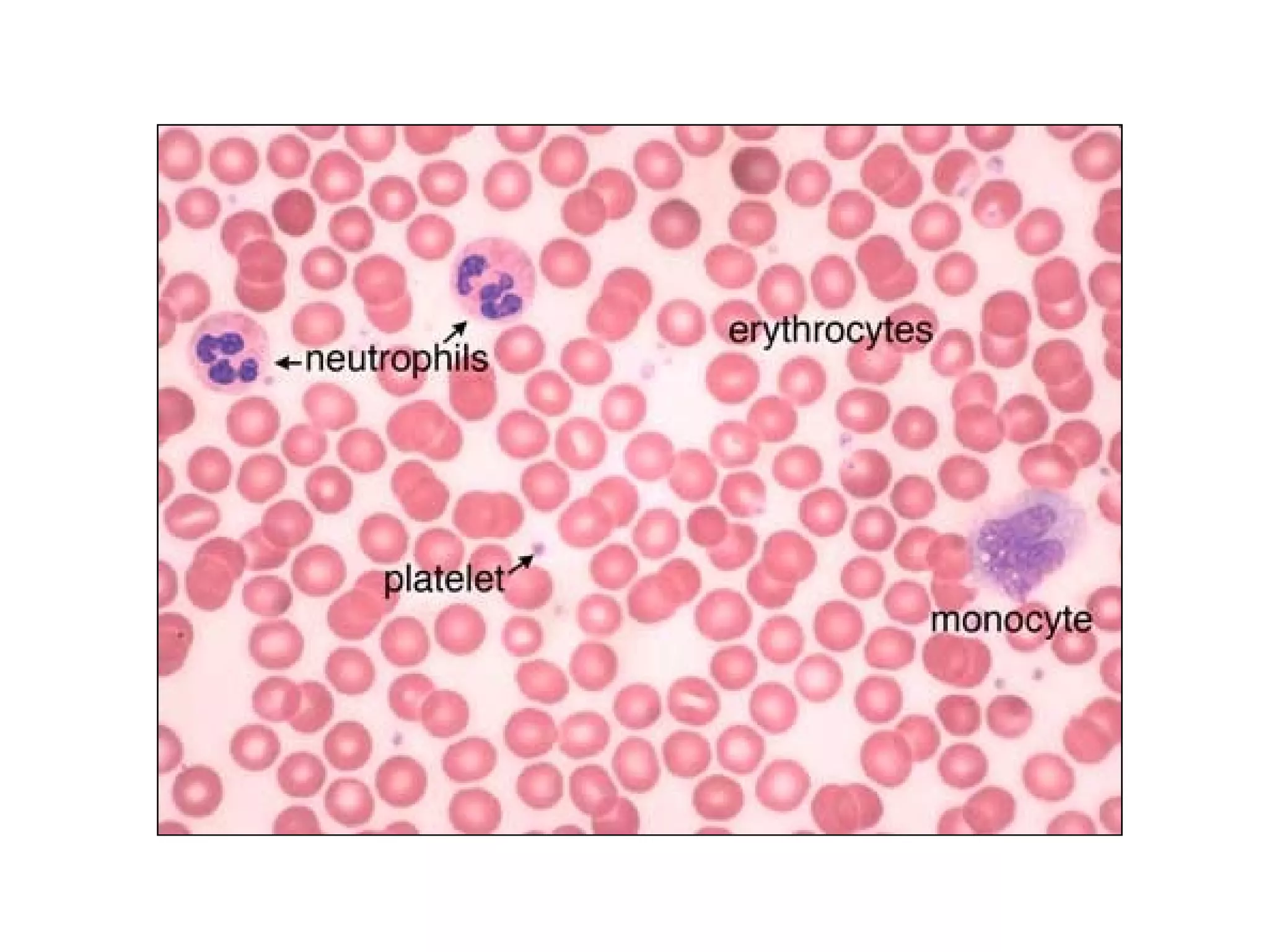 Lab circulatory system | PPT