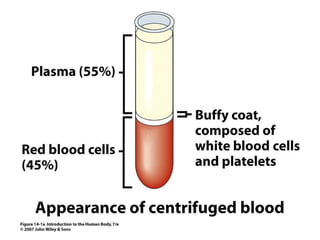 Lab circulatory system | PPT