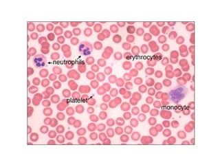 Lab circulatory system | PPT