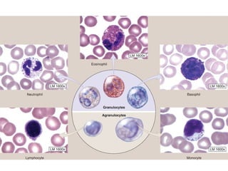 Lab circulatory system | PPT