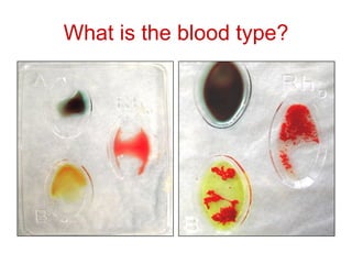 Lab circulatory system | PPT