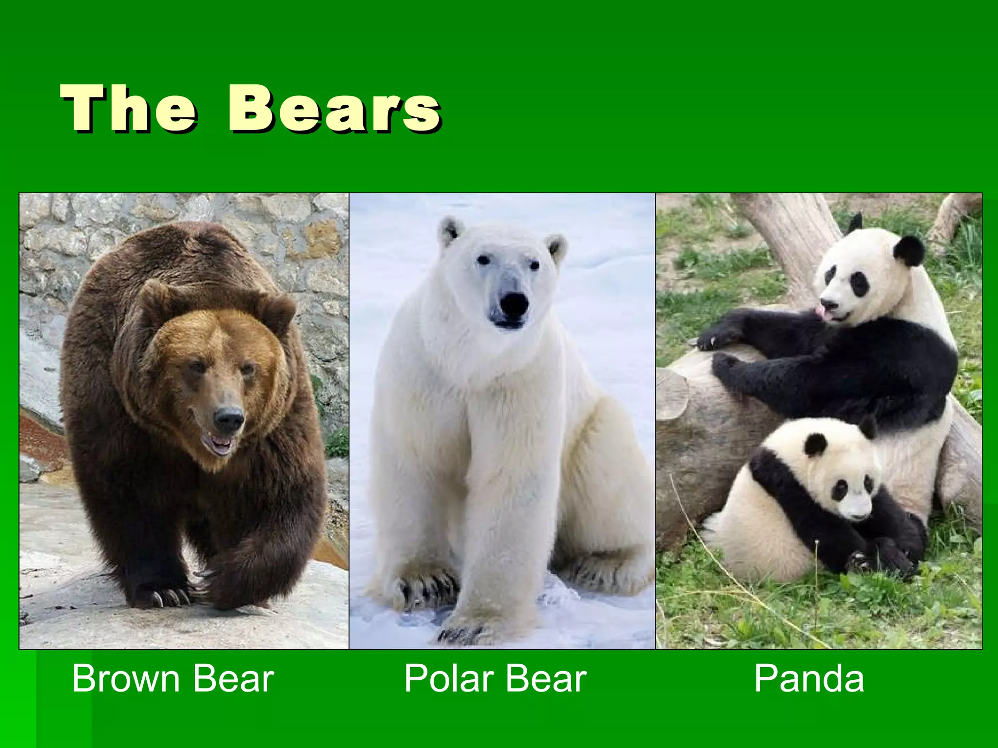 At The Zoo - Animals | PPT