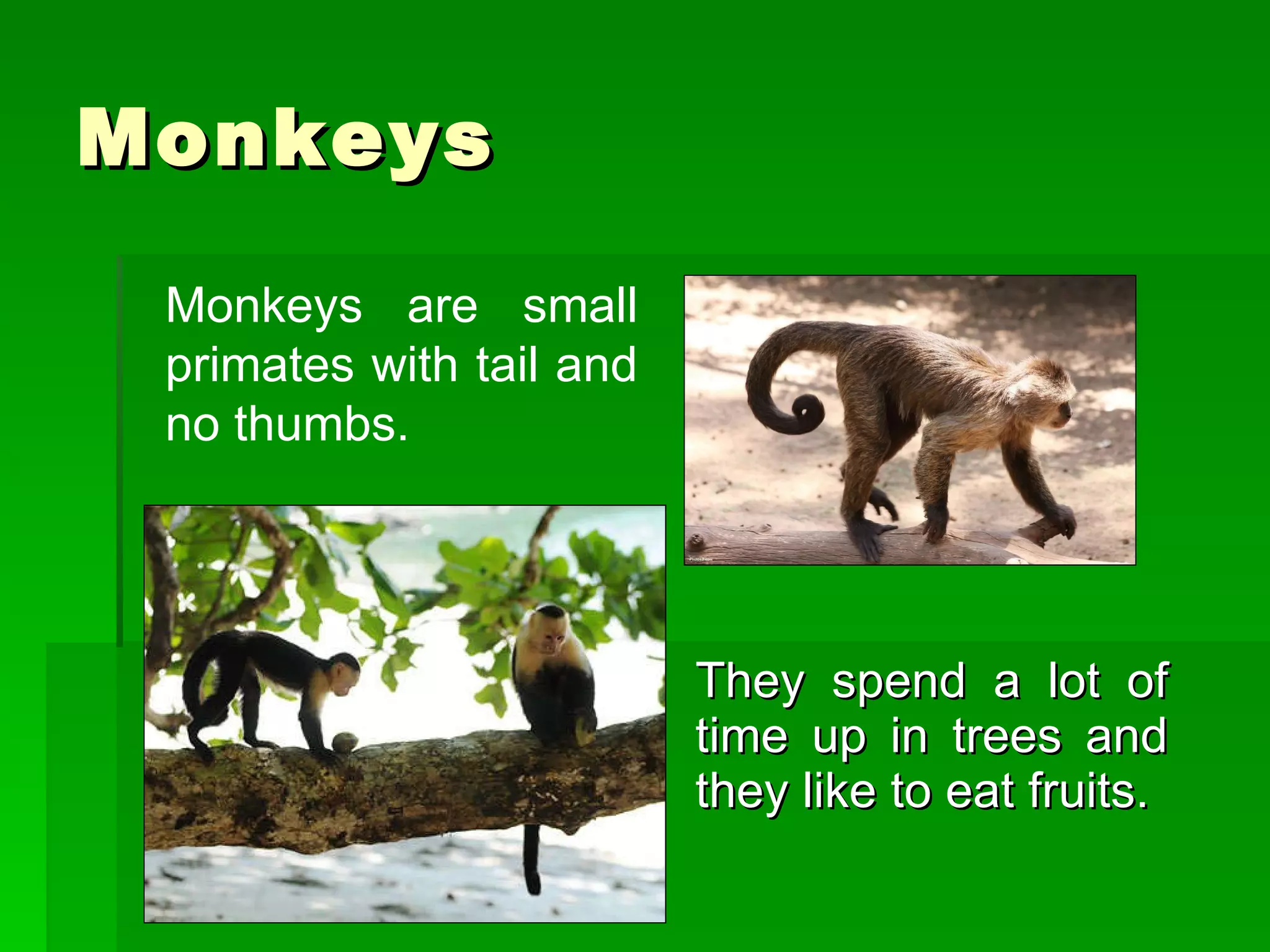 At The Zoo - Animals | PPT