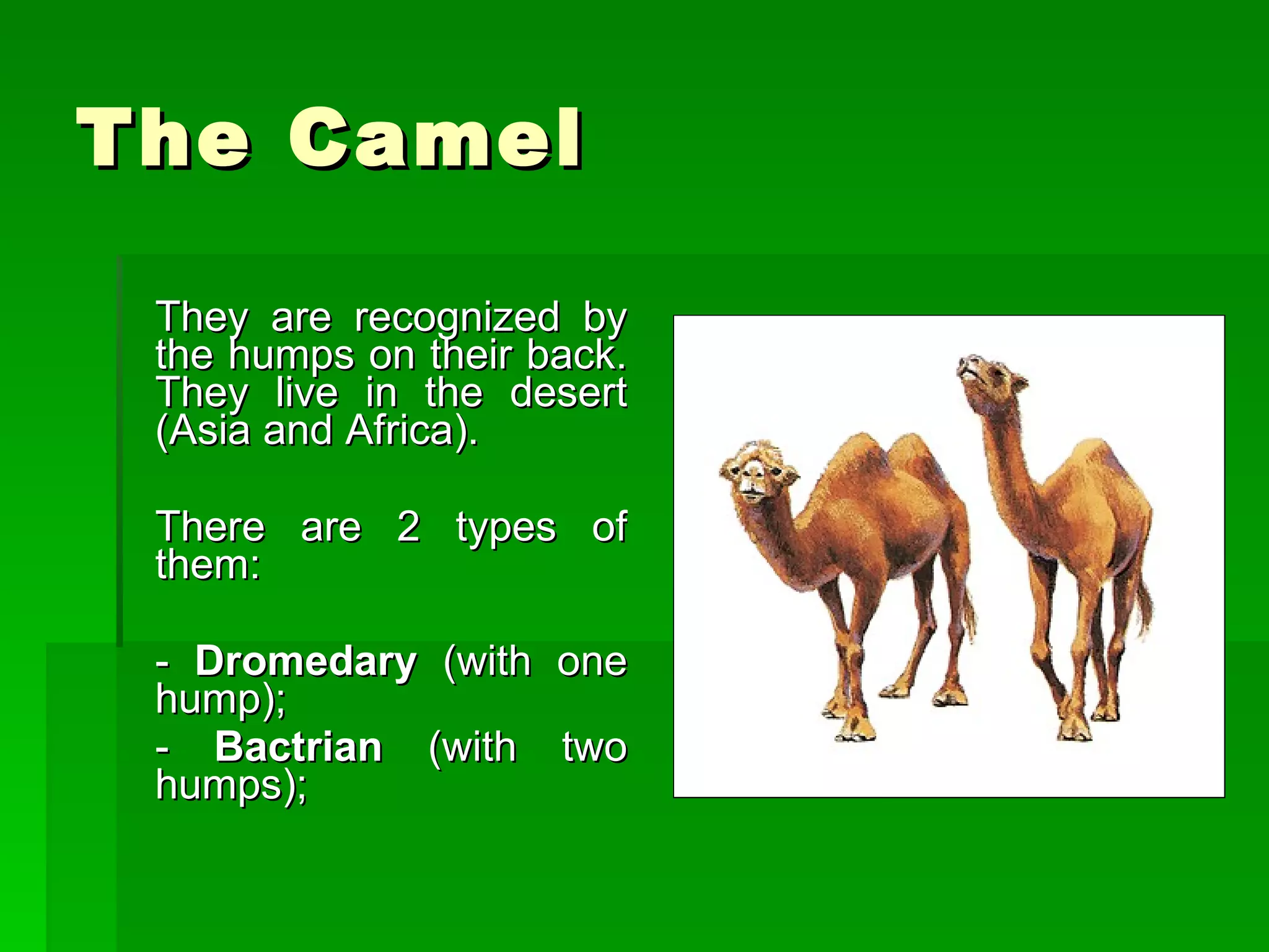 At The Zoo - Animals | PPT