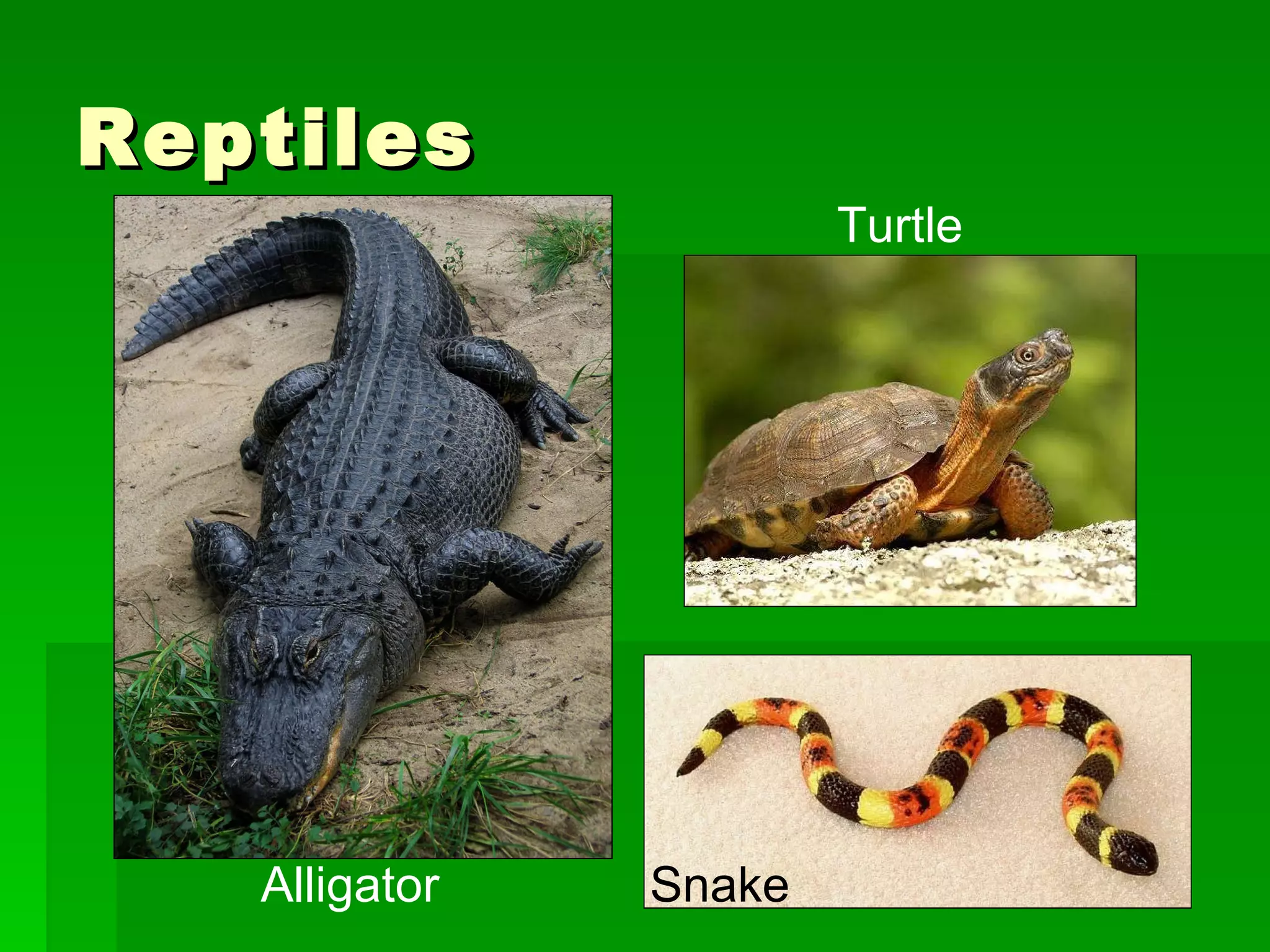 At The Zoo - Animals | PPT