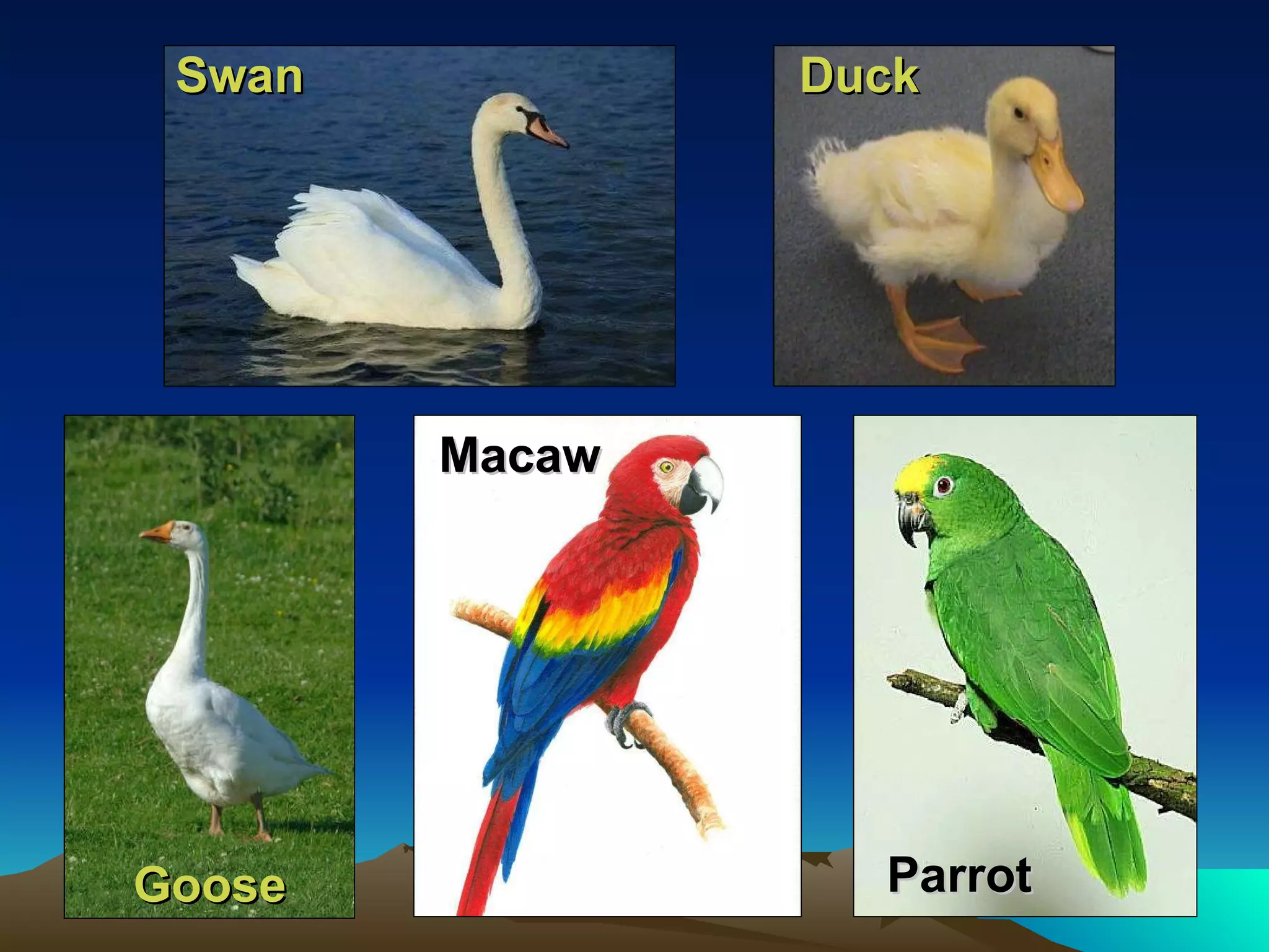 At The Zoo - Animals | PPT