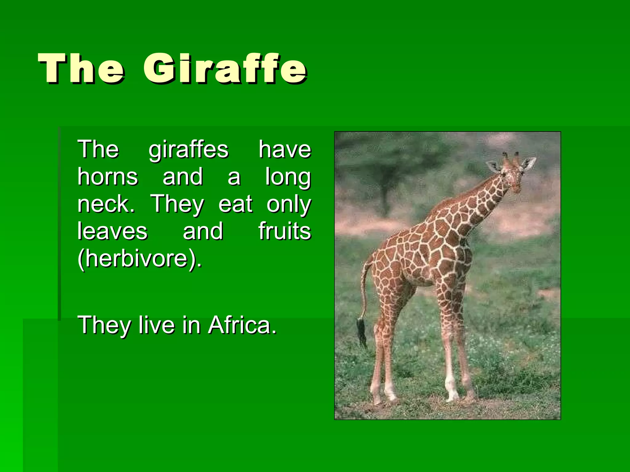 At The Zoo - Animals | PPT