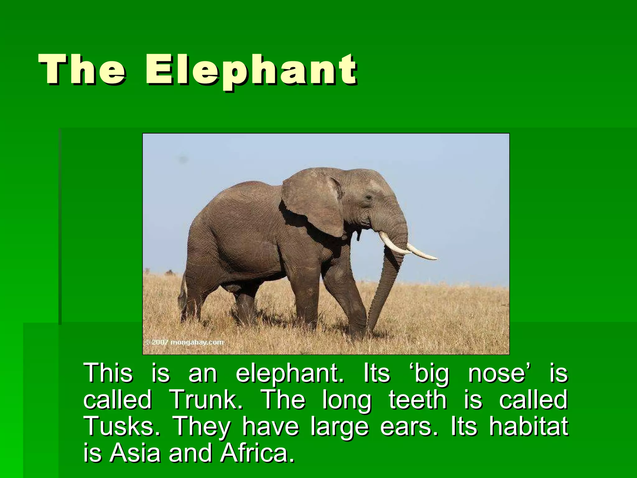 At The Zoo - Animals | PPT