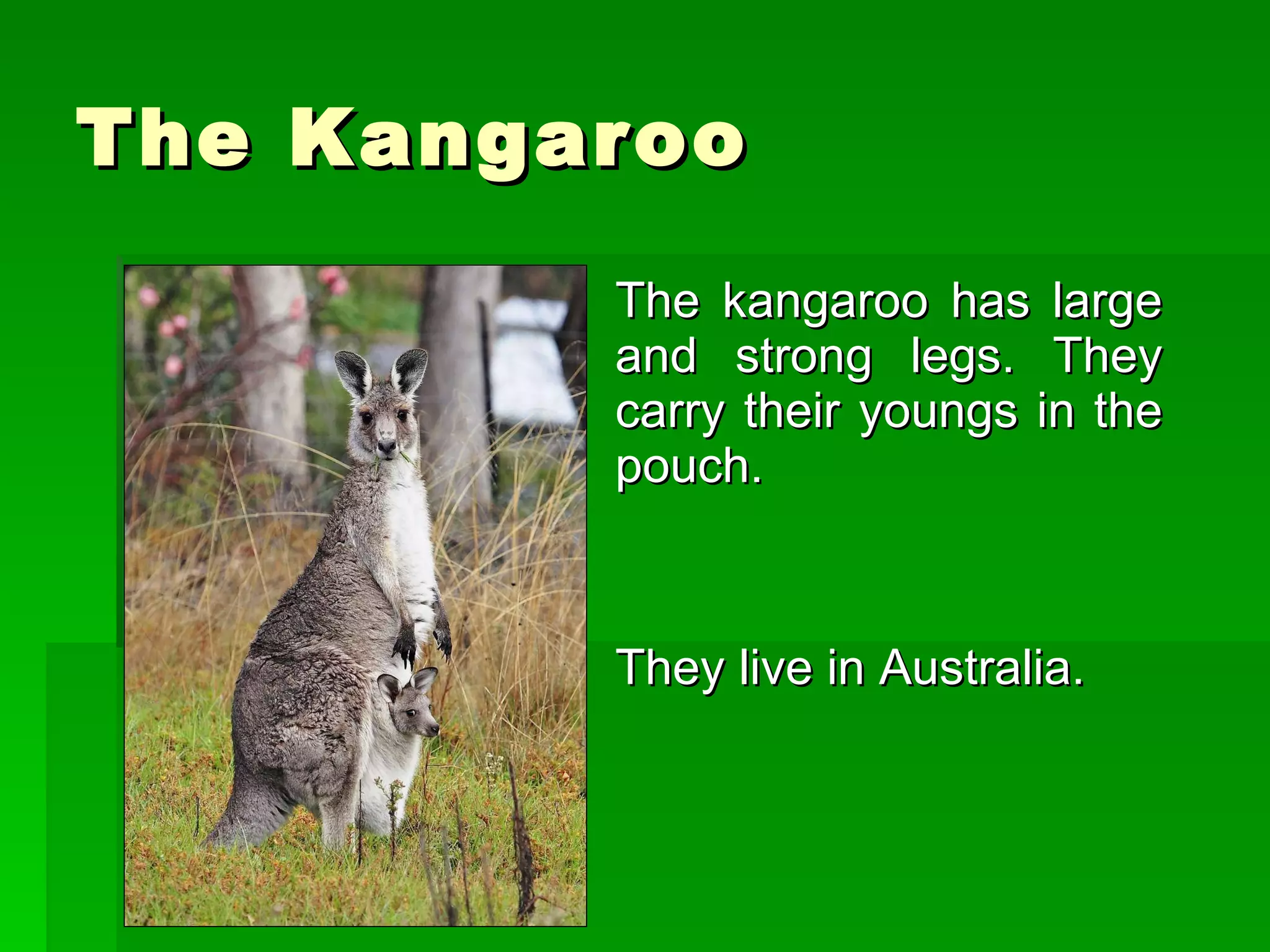 At The Zoo - Animals | PPT