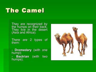 At The Zoo - Animals | PPT