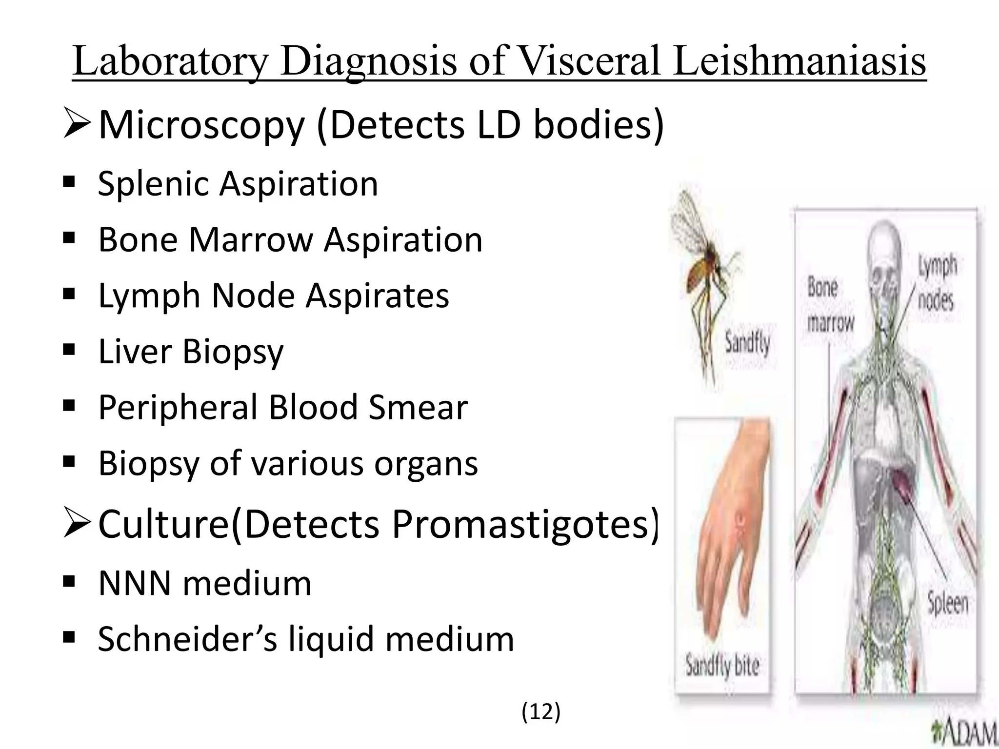 LAB DIAGNOSIS OF LEISHMANIASIS.pptx