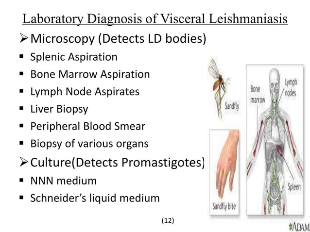 LAB DIAGNOSIS OF LEISHMANIASIS.pptx