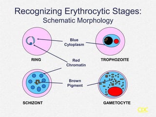 Lab diagnosis of malaria | PPSX