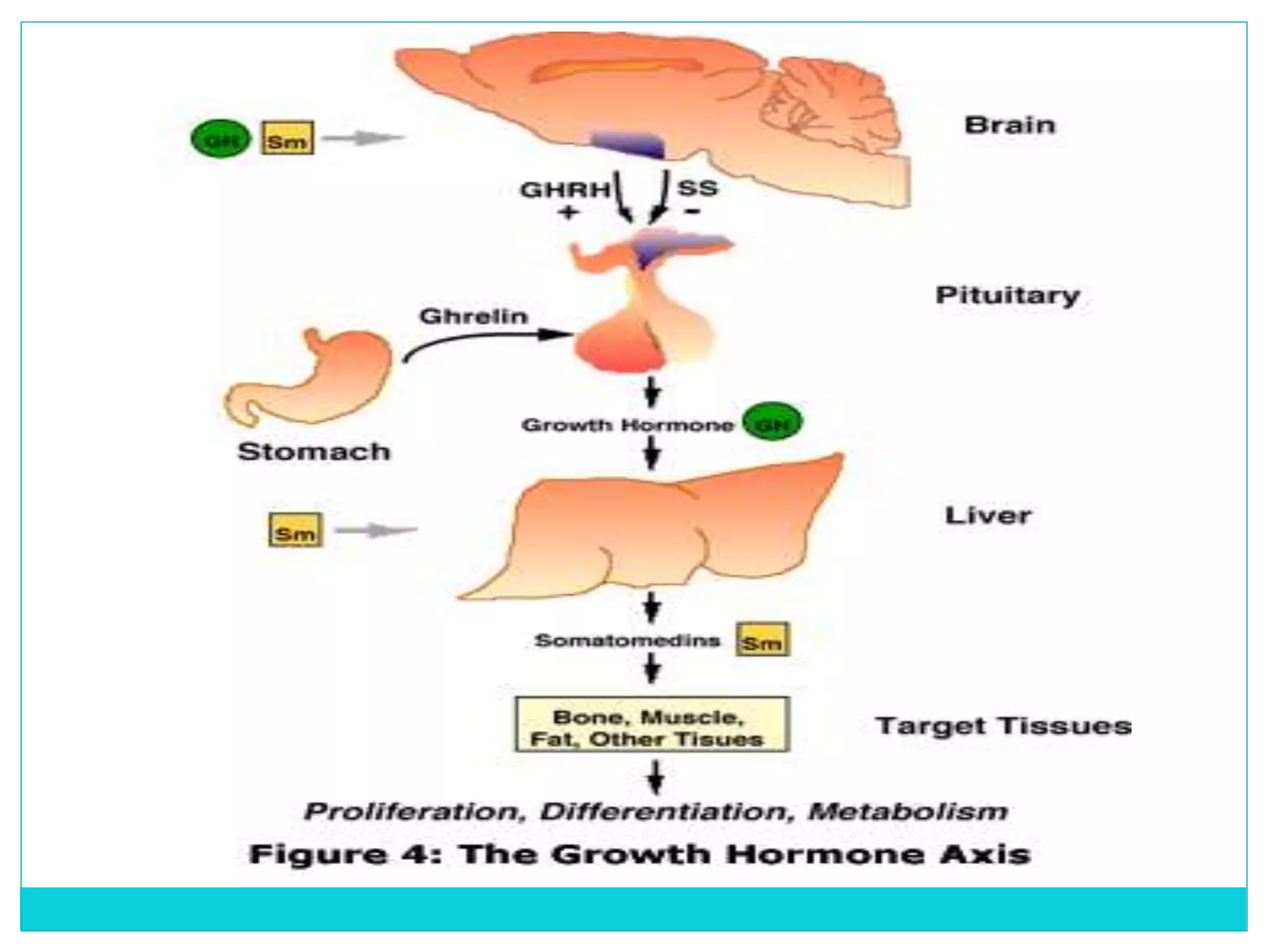 Lab diagnosis of pituitary tumors | PPTX