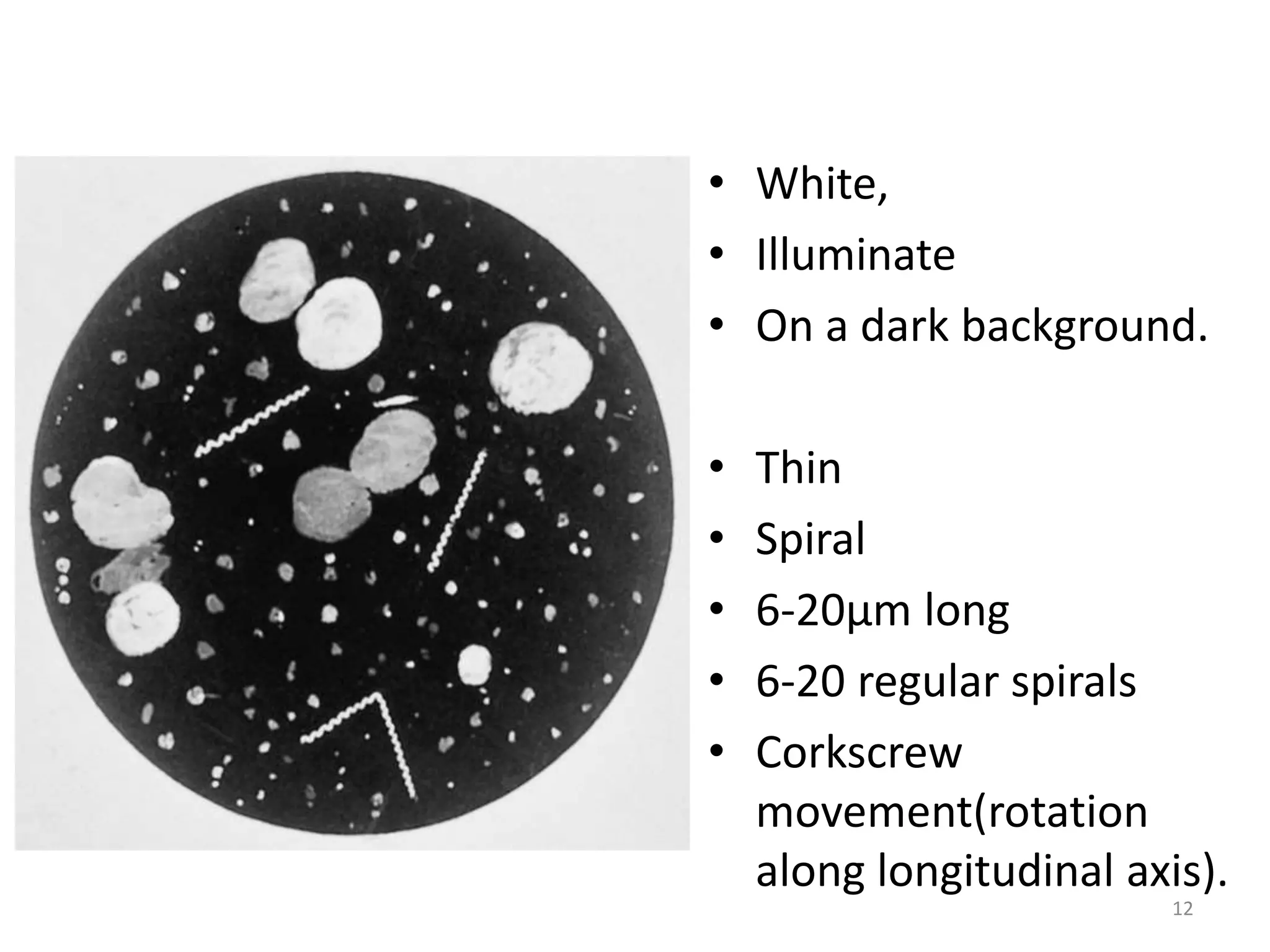 LAB DIAGNOSIS OF SYPHILIS.pptx