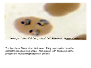 Lab diagnosis of Trematodes, Blood flagellates, Plasmodium and ...
