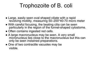 Lab diagnosis of Trematodes, Blood flagellates, Plasmodium and ...