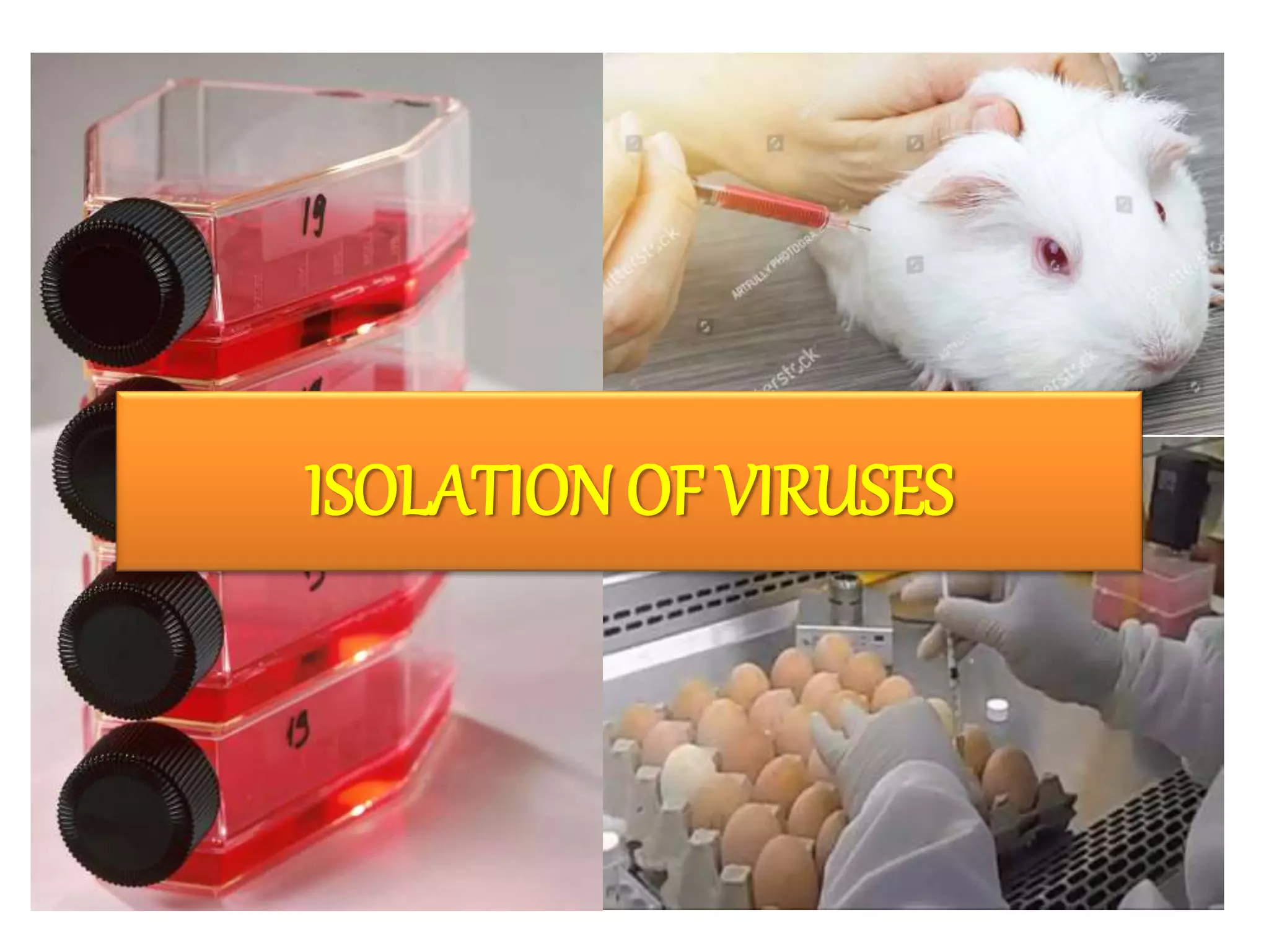 Lab diagnosis of viral infections | PPTX